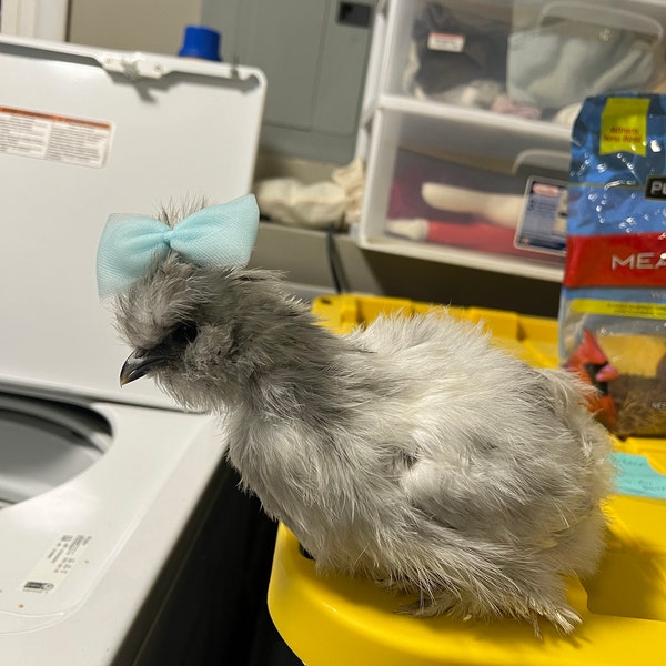 Silkie Hair Bows Hair Bow for Silkies Chicken Accessories Chicken Hair ...