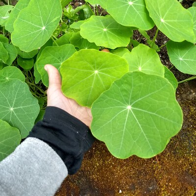 Nasturtium Spitfire Flower Seeds tropaeolum Lobbianum 20seeds - Etsy