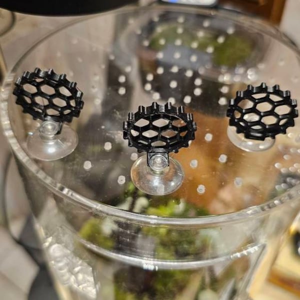 Bucephalandra Sp Silver Submerged Grown Aquarium, Terrarium, Paladarium ...