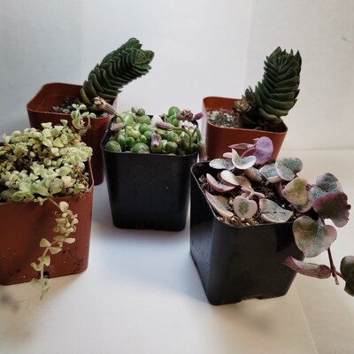 String of Little Pickles, Othonna Capensis ruby Necklace in 2 Inches ...