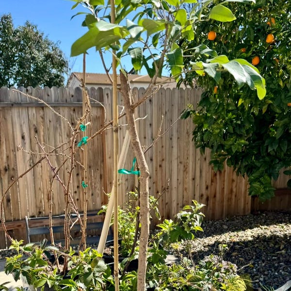 Mango MANILA, CARABAO, FILIPINO Tree, Grafted, 3gl - Etsy