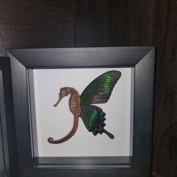 Morpho Aurora Butterfly, Mounted (wings Spread) and Framed in a Riker ...