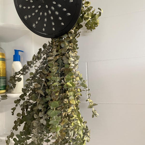 Fresh Eucalyptus Shower Bundle, Eucalyptus Shower Bundle, Indoor ...
