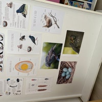 PENGUINS Unit Study, Life Cycle, Anatomy, Nature Study, Science ...