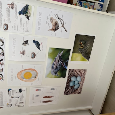 APPLE ORCHARD Scavenger Hunt Nature Study Outdoor Scavenger - Etsy