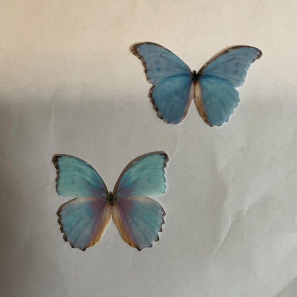 Pre-cut Edible Wafer Butterflies in Blue and Purple - 12/18/24 ...