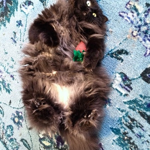 Pea Paw'd Cat Nip Pea Pod Toy - Etsy