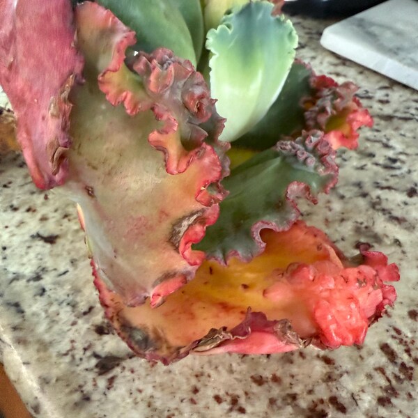 Echeveria 'red Coral' , Rare Live Succulent - Etsy