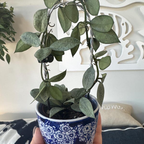 Set of 3, 12in U-shape Medium Trellis for Indoor House Plants, Hoyas ...
