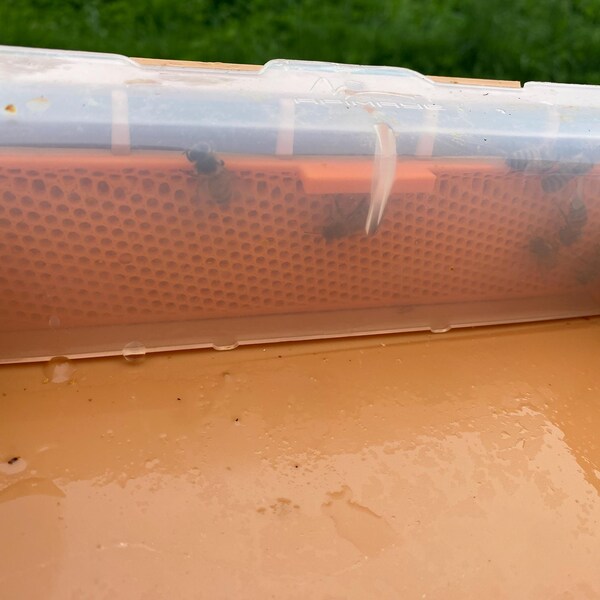 Monarch Butterfly Raising Kit- Butterfly Raising Kit, Milkweed Floral ...