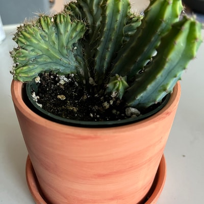 Blue Candle Crested Cactus 4 Inch Blue Myrtle Crested Cactus ...
