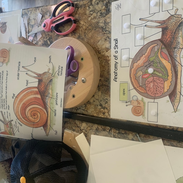 Snail Unit Study Charlotte Mason Spring Printable Worksheets Preschool ...