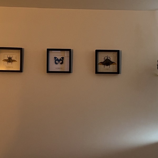 Mounted Fox (trophy) - Etsy