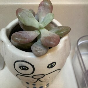 3 Large Blue Chalk Sticks Cuttings Senecio Mandraliscae - Etsy