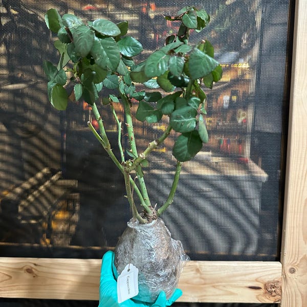 Rose romantic Antike 浪漫古董strong Fragrance Live Shrub Plant Ownroot, 1 ...