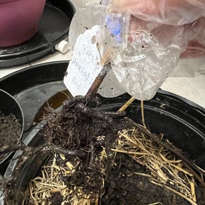 Rare New Rose. Red Juicy Terrazza. 红果汁flower Machine. Continue Blooming ...