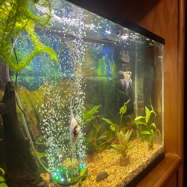 Chinaberry Tree, Pride of India, Bead-tree, Cape Lilac, Persian Lilac ...