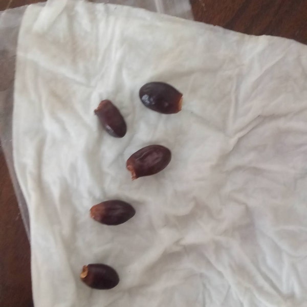 Alligator Pepper Seeds - Etsy