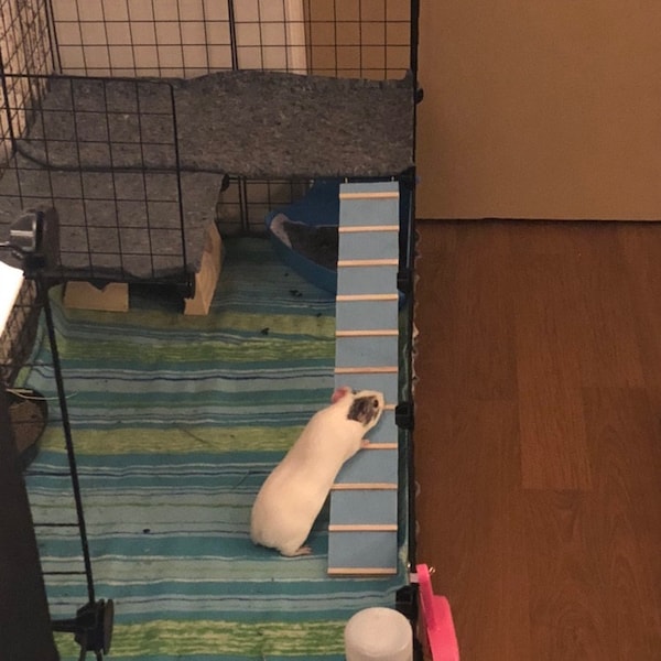 Guinea Pig Cage Ramp, Small Animal Ramp, Guinea Pig Ramps, Pet Ramps ...