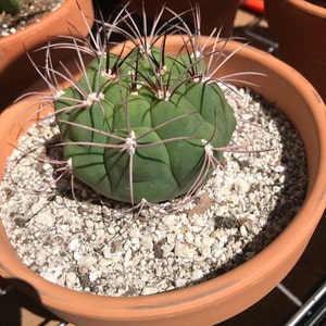 3.5 Giant Chin Cactus Gymnocalycium Saglione - Etsy