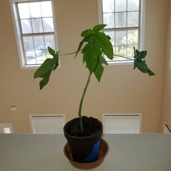 Tromboncino Rampicante Huge Italian Heirloom Zucchini Squash Vegetable ...