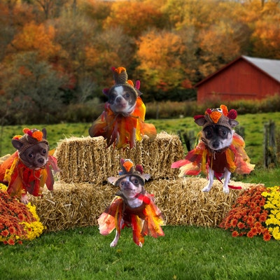 PRINTABLE Autumn Fall Scene Old Barn Wagon and Pumpkins - Etsy