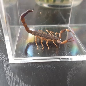 Small Scorpions From Indonesia, Mesobuthus Martensii - Etsy