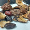 100 Grams of Entada Rheedii Seeds. 4 Shiny, Undrilled Seeds Collected ...