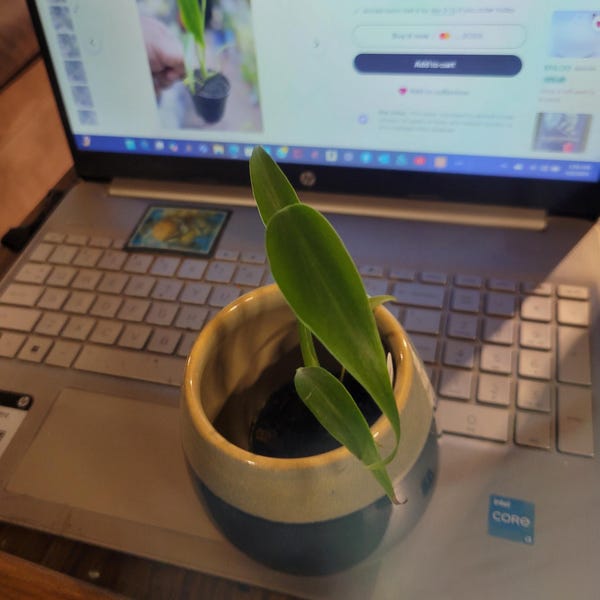 Neoregelia Red Waif Dwarf Bromeliad Cut Offset - Etsy