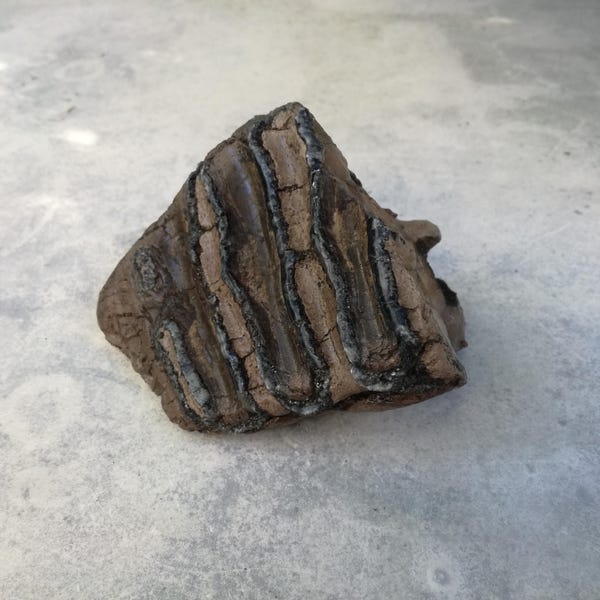 Proetidae Trilobite on Matrix, Premium Specimen - Etsy