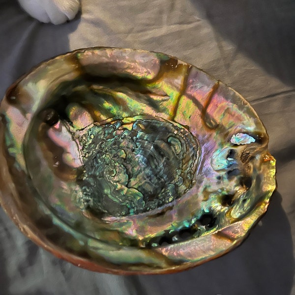 XL Natural Abalone Shell, Premium Blue Abalone, Blue Green Large ...