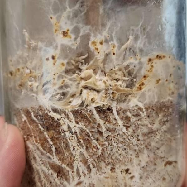 Snow Fungus Mushroom Liquid Culture Tremella Fuciformis - Etsy