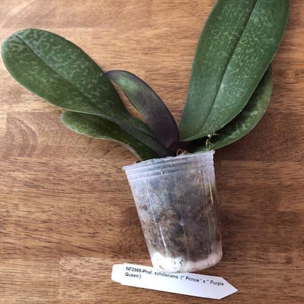 Husky Plant , Ruby Velvet Red Phalaenopsis Formosa Ruby 'brilliant ...