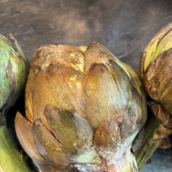 Edible Malanga Coco Yam Yautia Big Taro Root for Planting or Eating ...