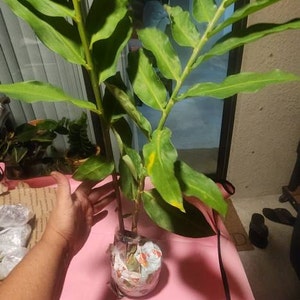 Musa Coccinea Scarlet Banana Live Rhizome Tropical Plant - Etsy