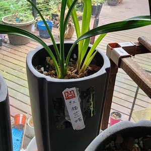 China Yixing Zisha Handmade Tea Pet Aloof Panda 呆呆的熊猫 Home - Etsy