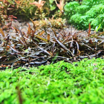 Fully RED Plants With Pogostemon Helferi Downoi Freshwater - Etsy