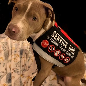 Vest adjustable Size, in Training Do Not Approach, Light Weight Sd ...