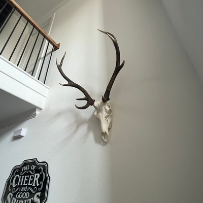 Fallow Deer Skull From Central Europe Fallow Deer dama Dama Unique ...