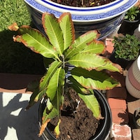 Ice Cream Dwarf Mango Tree Grafted 18 to 24 - Etsy Canada