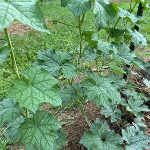 25 Dosakkai INDIAN Heirloom Cucumber Seeds; Dosakai, Sambhar Dosakaya ...