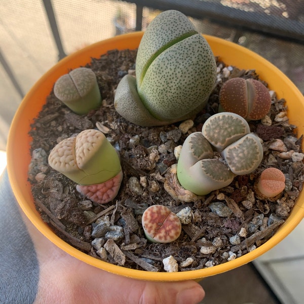 Exotic Lithops Plant / Rare Stone Flower Plant / Medium Lithops ...