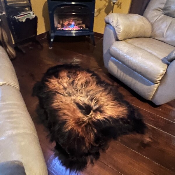 Genuine Natural Icelandic Black Brown Sheepskin Rug, Pelt, Giant ...