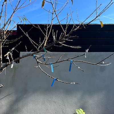 Emerald Pluot Plum X Apricot Hybrid 5 Scion/cuttings - Etsy