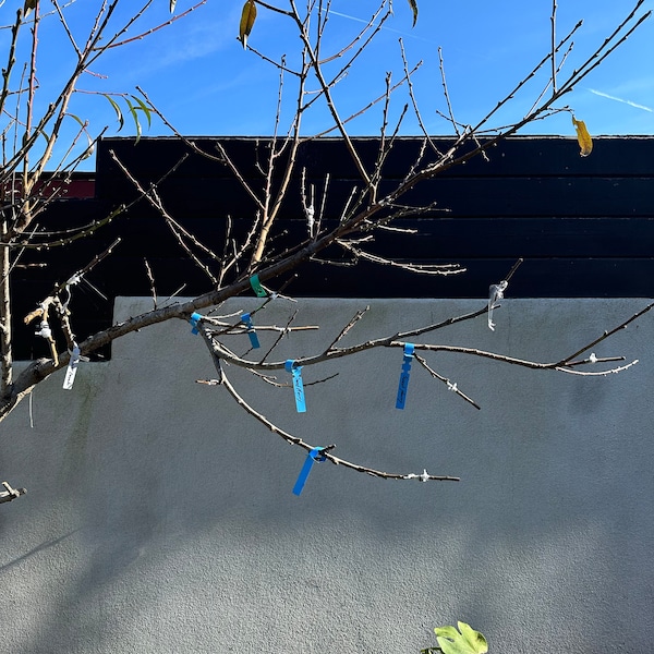 Emerald Pluot - Plum X Apricot Hybrid (5 Scion/cuttings) - Etsy