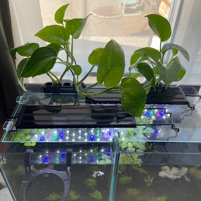 Poth-o-carry® Plus: Pothos Holder With Open Face Technology for Easy ...