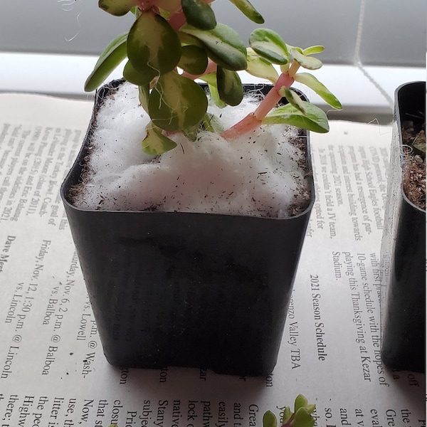 Rare Variegated Pink Elephant Bush, Portulacaria Afra Variegata Live ...