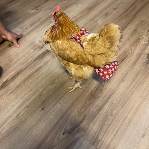 Chicken Diapers Large- Perfect Chicken Diaper for Large Hens or Medium ...