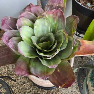 Variegated Mini Jade Bonsai Start Portulacaria Afra Grown in an 8 Pot ...