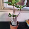 Single Bloom Desert Rose Succulent Live Plant, 5" Pot, Pink - Etsy